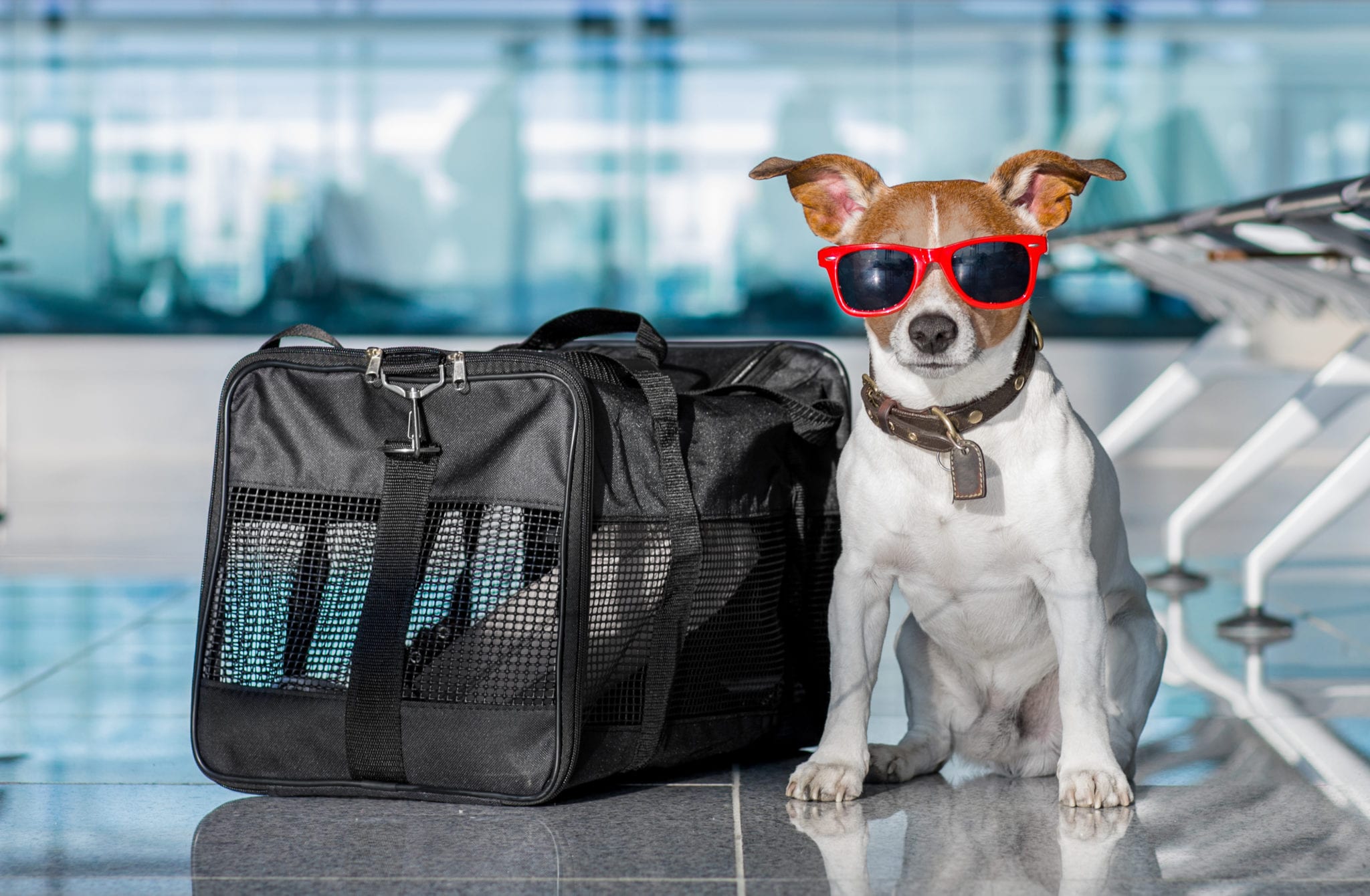 Guide To Bringing Pets On Amtrak Trains | Grounded Life Travel