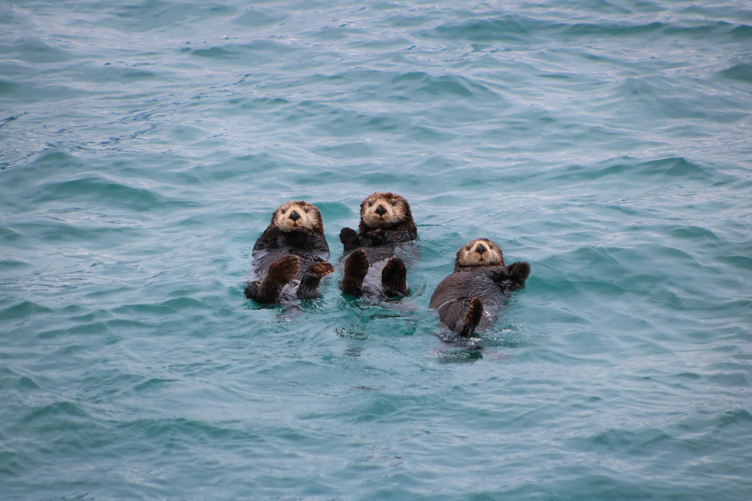 What Animals Can You See In Acadia National Park? | Grounded Life Travel