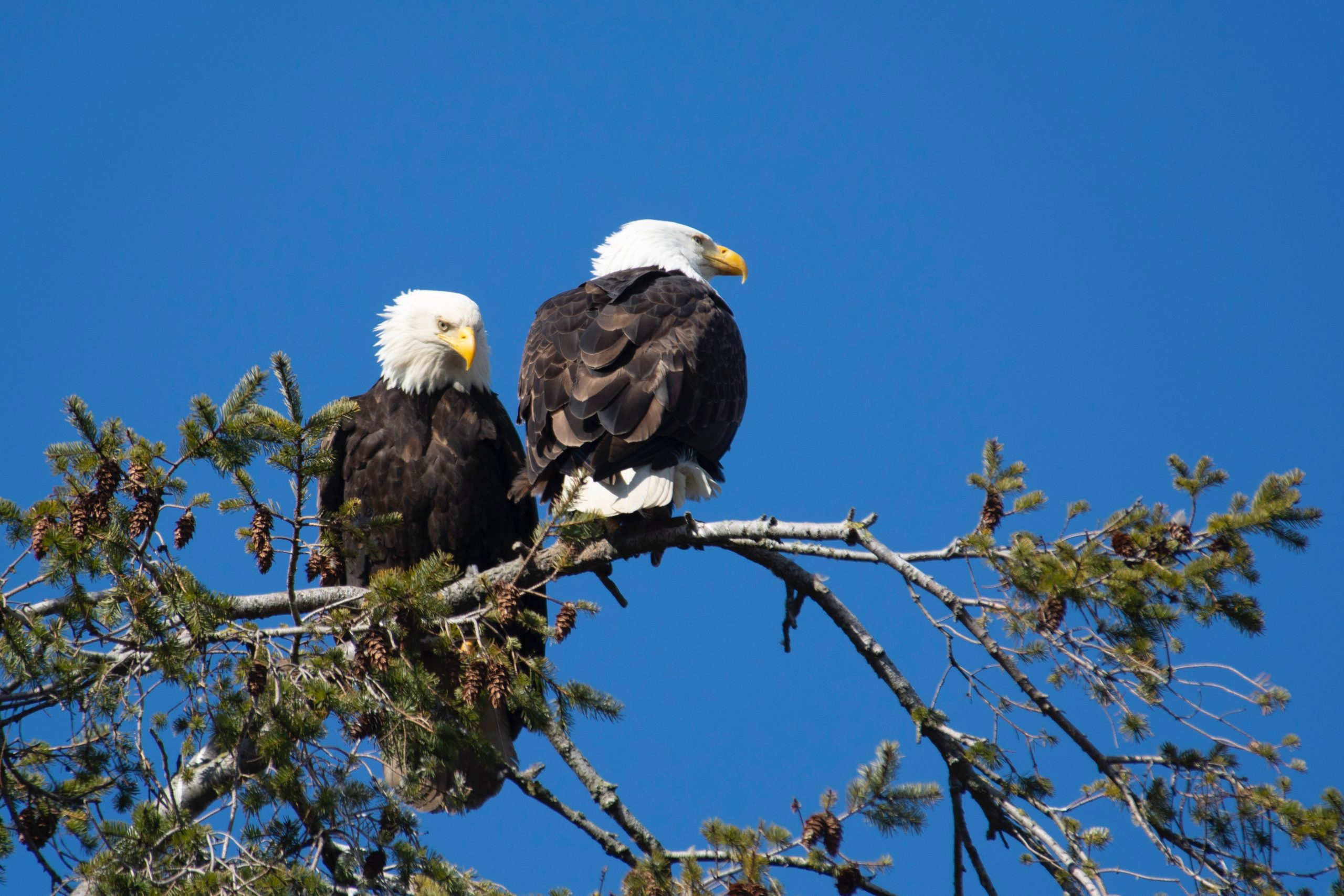 What Animals Can You See In Acadia National Park? | Grounded Life Travel